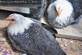 Egyptian Fayoumi Chicken - Breed Profile - Backyard Poultry